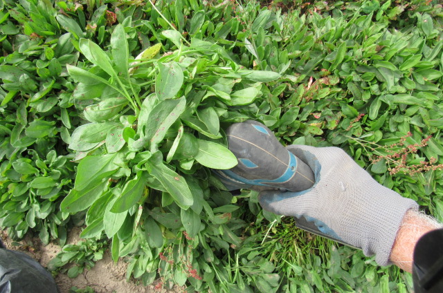 HARVESTING SHEEP SORREL ROOTS – Essiac Tea